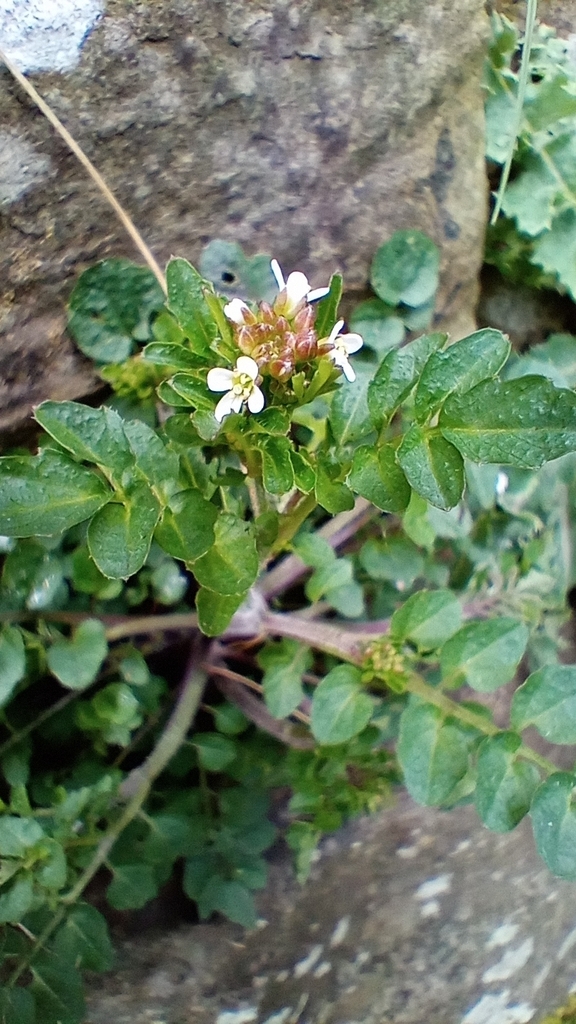 Bittercresses and Toothworts from Little Lever, Bolton, UK on March 22 ...