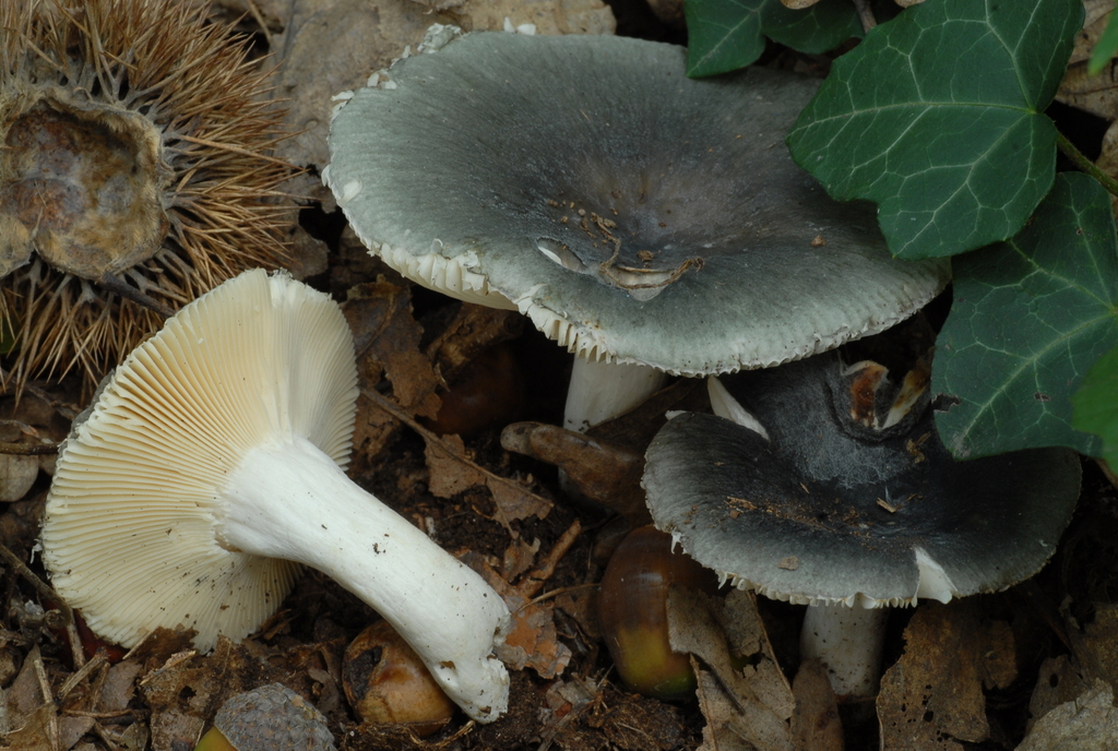 Powdery Brittlegill from Canonica Lambro - Triuggio (MB), Italia on ...