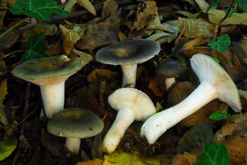 Powdery Brittlegill from Canonica Lambro - Triuggio (MB), Italia on ...