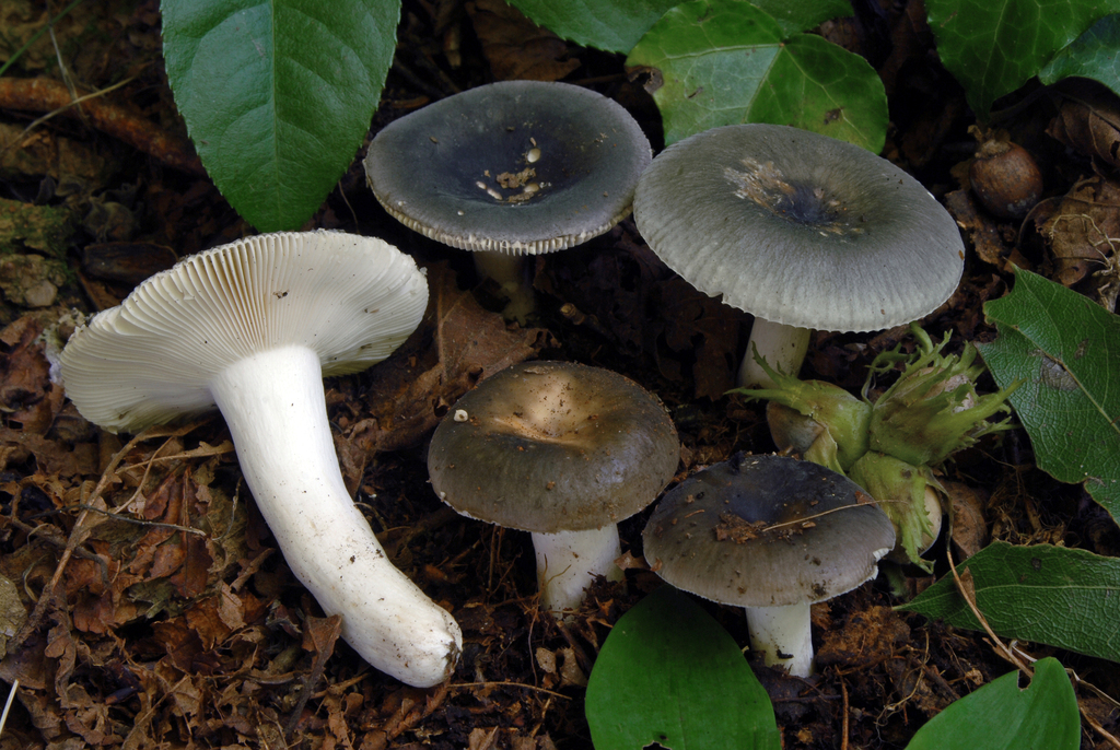 Powdery Brittlegill from Canonica lambro - Triuggio (MB), Italia on ...