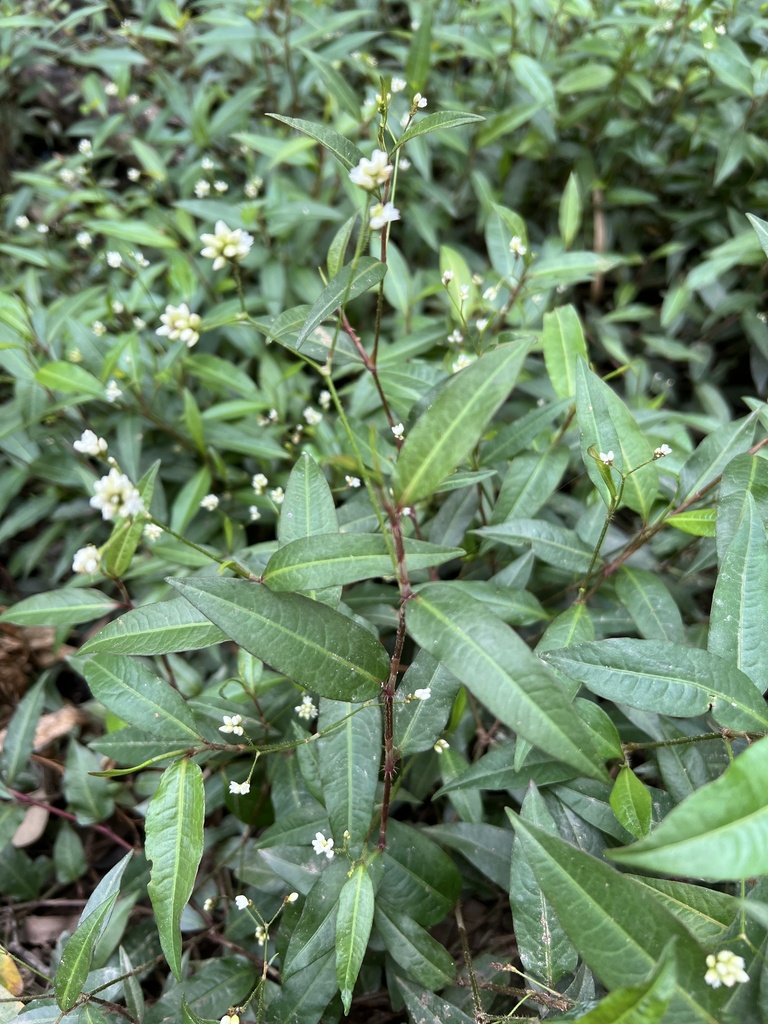 spotted knotweed from Reservoir Break, Enoggera Reservoir, QLD, AU on ...