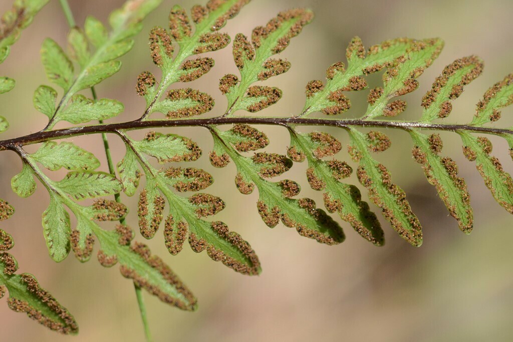 cloak fern from Point Stuart NT 0822, Australia on March 16, 2024 at 12 ...