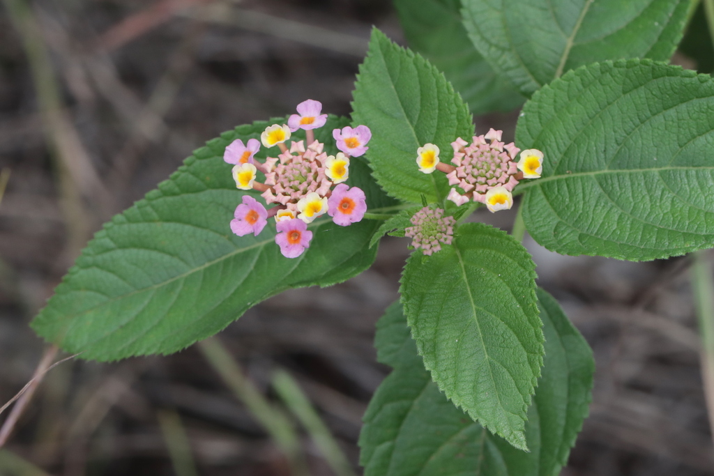 common lantana from Dotswood QLD 4820, Australia on March 17, 2024 at ...
