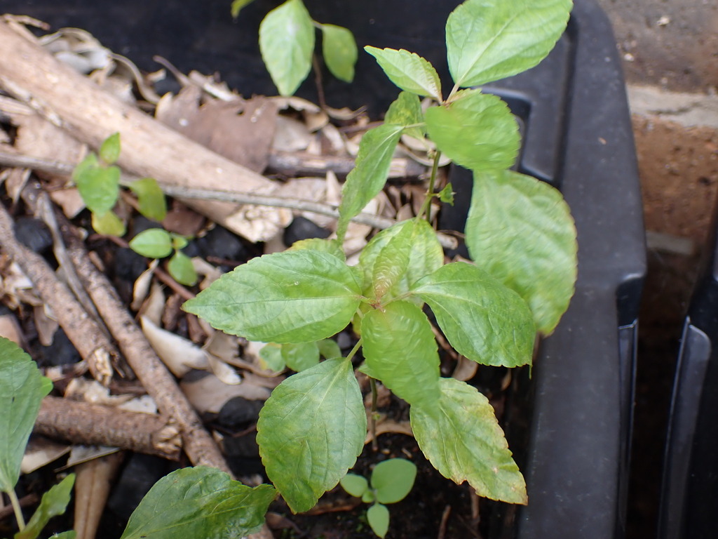 Asian Copperleaf in March 2024 by Auradyme · iNaturalist
