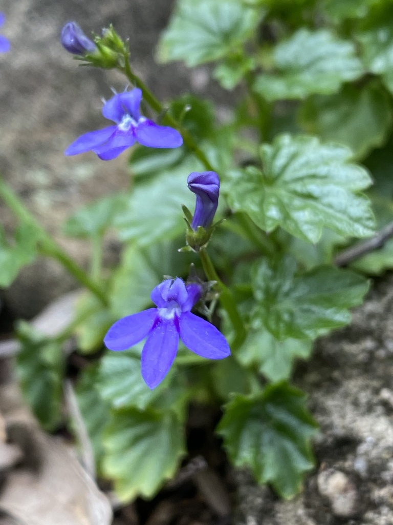 forest lobelia from Cania Gorge National Park, Cania, QLD, AU on March ...