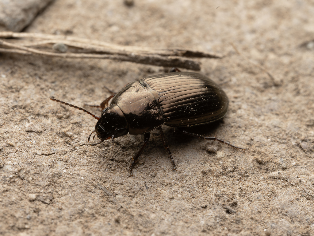 Sun Beetles from 中国北京市海淀区 on March 22, 2024 at 12:37 PM by Yushi Wang ...
