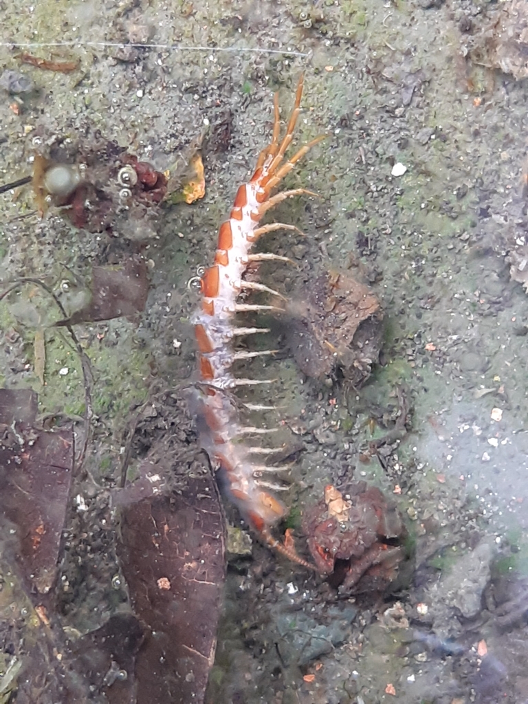 Typical Stone Centipedes from St Peter's Church, Pitton, Salisbury SP5 ...