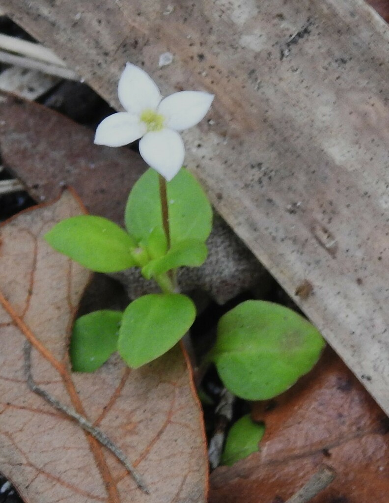 roundleaf bluet from Duval, Florida, United States on March 1, 2024 at ...