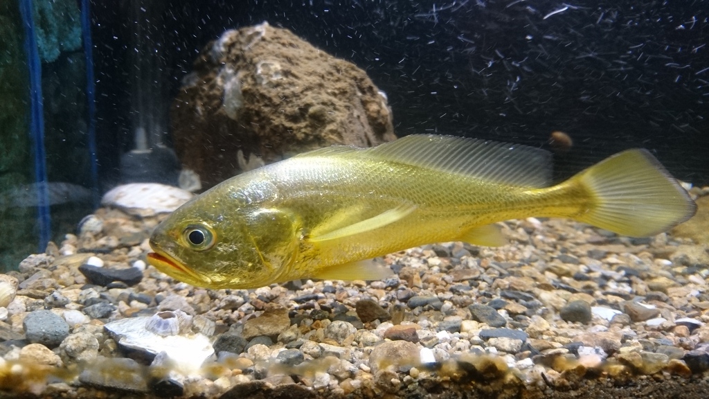 Large Yellow Croaker in September 2017 by Yan · iNaturalist