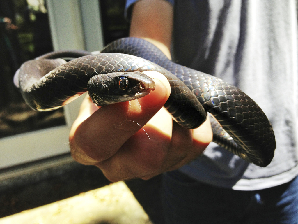 Southern Black Racer from Country Club Estates, GA 31525, USA on August ...