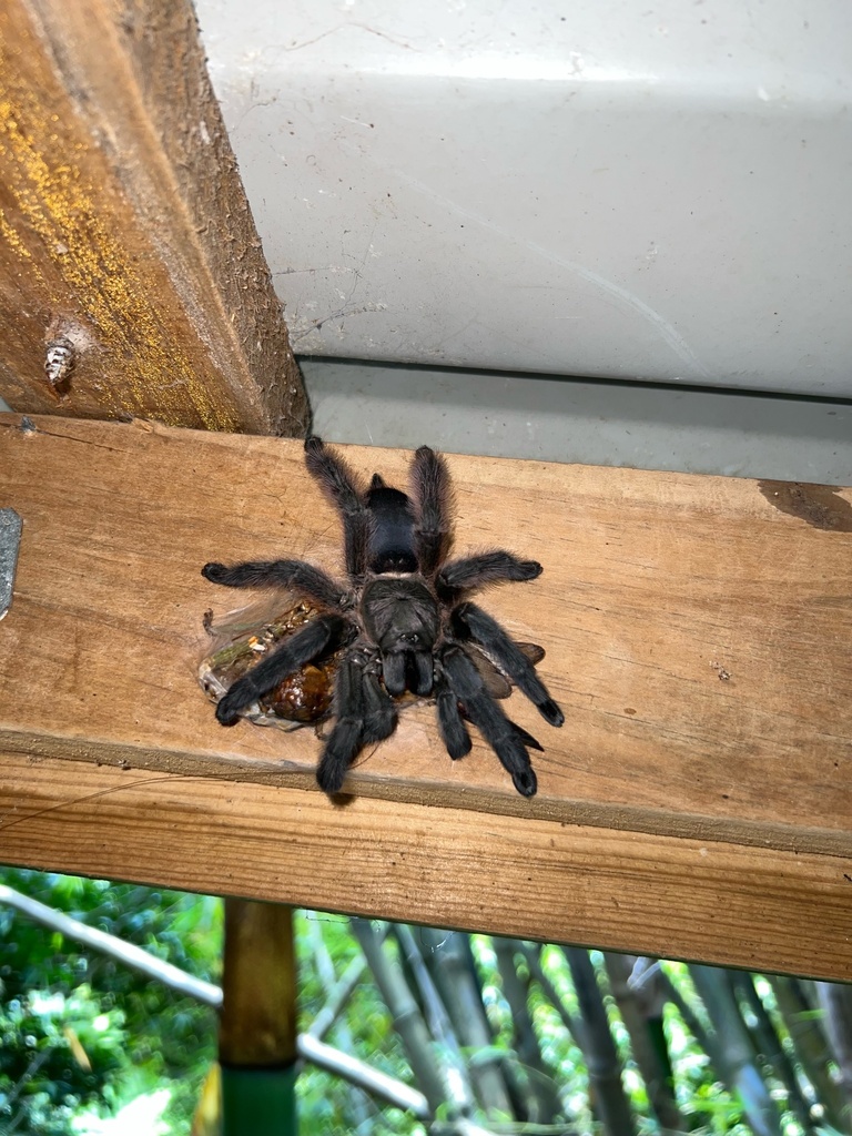 Tapinauchenius polybotes from Saint Lucia, Saint Lucia, LC on September ...