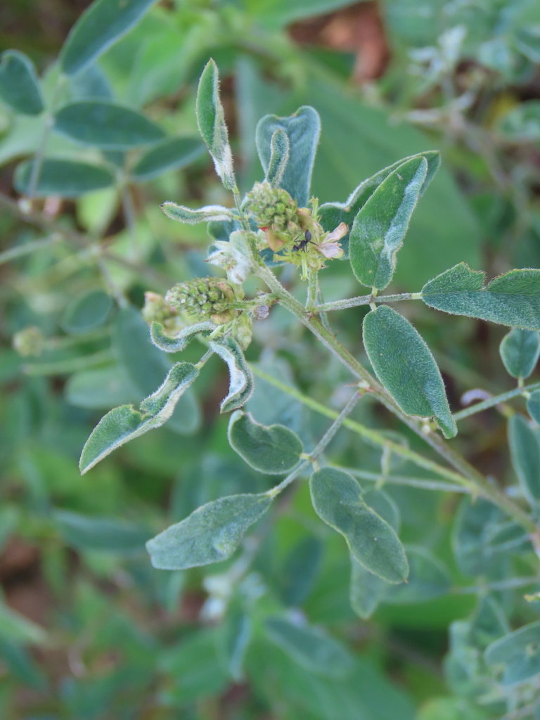 Indigofera subulata subulata from Zambezi Region, Namibia on February ...