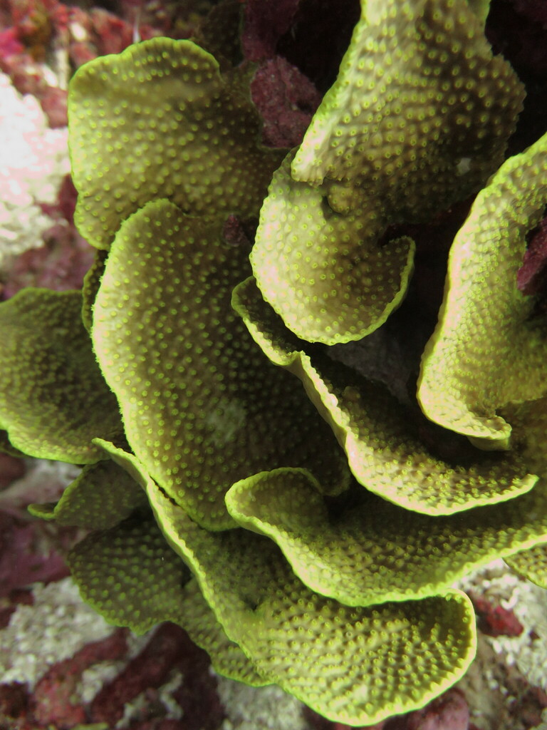 Yellow Scroll Coral in March 2024 by orionsmcc · iNaturalist