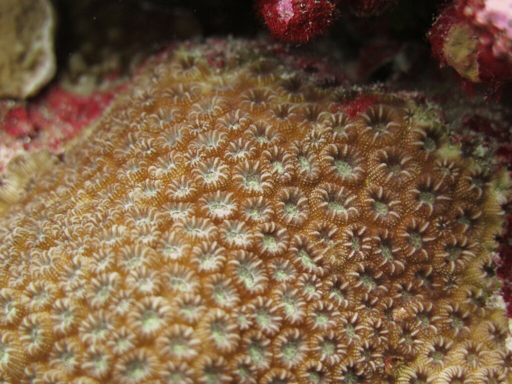 Astrea curta from DWT on March 8, 2024 at 04:31 AM by orionsmcc ...