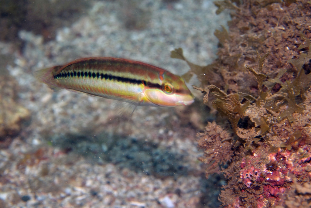 Slippery Dick (Halichoeres bivittatus) - Marine Life Identification