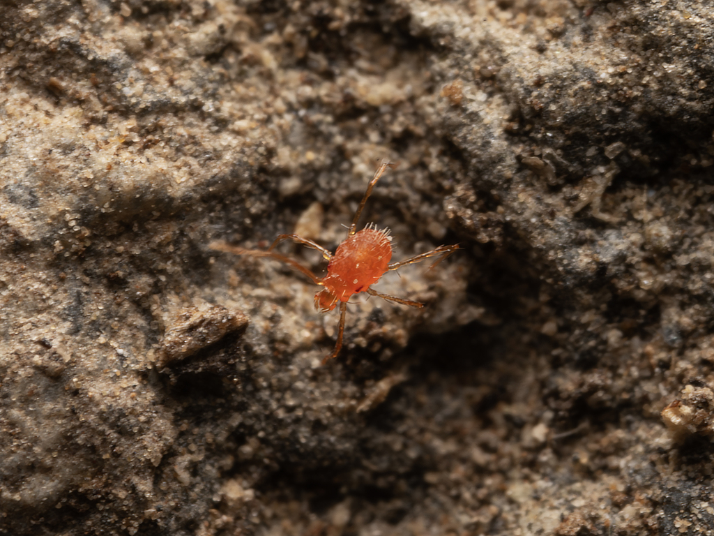 Erythraeidae from 中国北京市海淀区 on March 22, 2024 at 01:04 PM by Yushi Wang ...