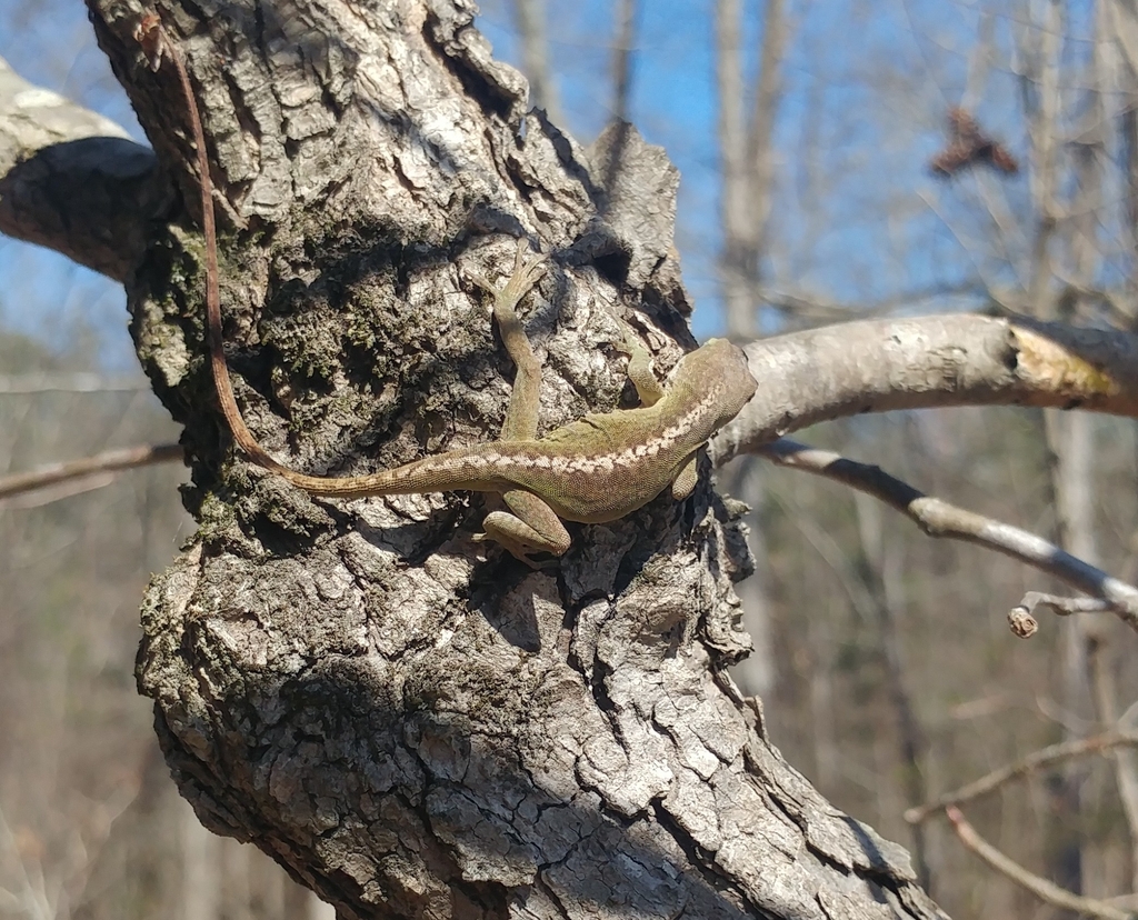 Green Anole from Carrboro, NC 27510, USA on March 21, 2024 at 03:45 PM ...