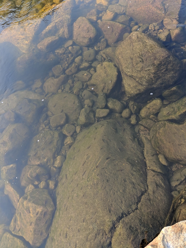 Formosan Brook Goby from Ningde, CN-FJ, CN on September 30, 2018 at 04: ...