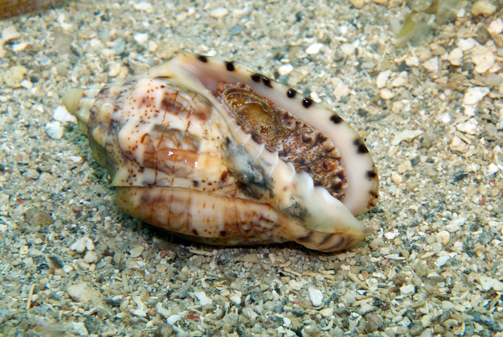 Music Volute from La Trinité, Le Trinité, Martinique on May 8, 2010 at ...