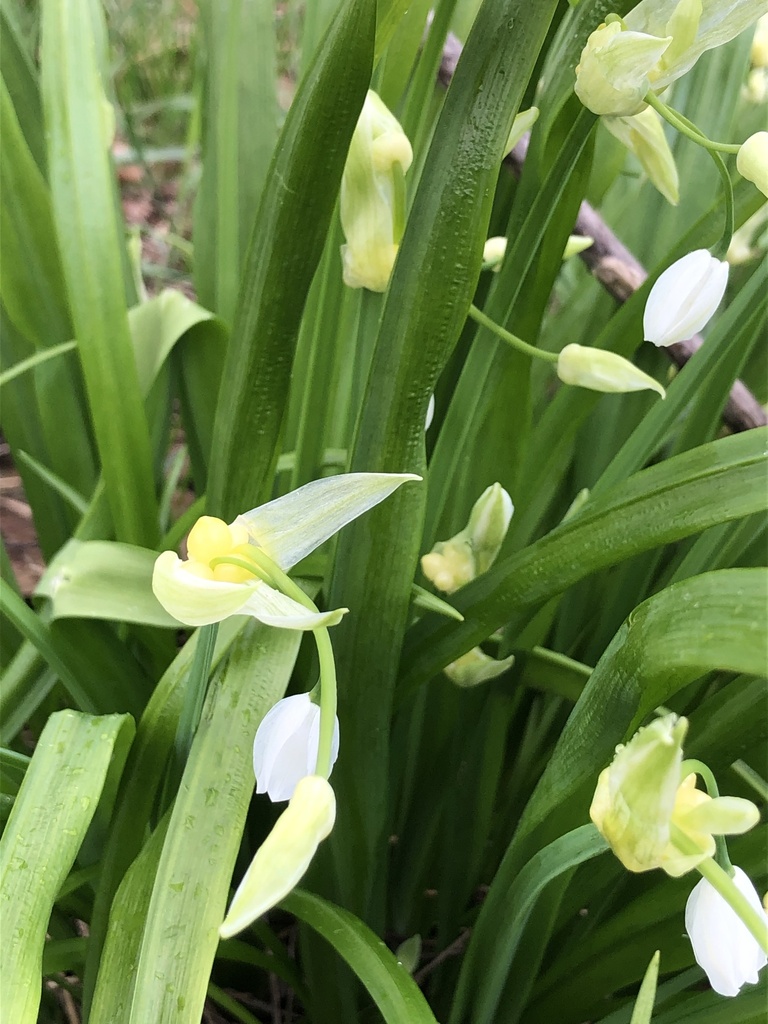 Few-flowered Leek from River Cam, Cambridge, England, GB on March 22 ...