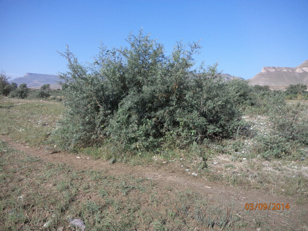 (Hippophae rhamnoides caucasica) - Botanical Realm