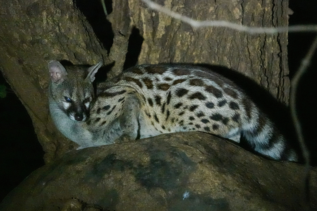 Rusty-spotted Genet from Ehlanzeni, Zuid-Afrika on February 16, 2024 at ...