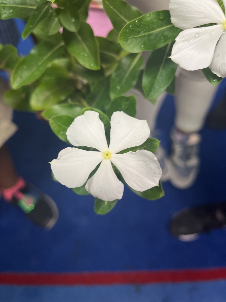Madagascar Periwinkle from NW Second Ave, Miami Gardens, FL, US on ...
