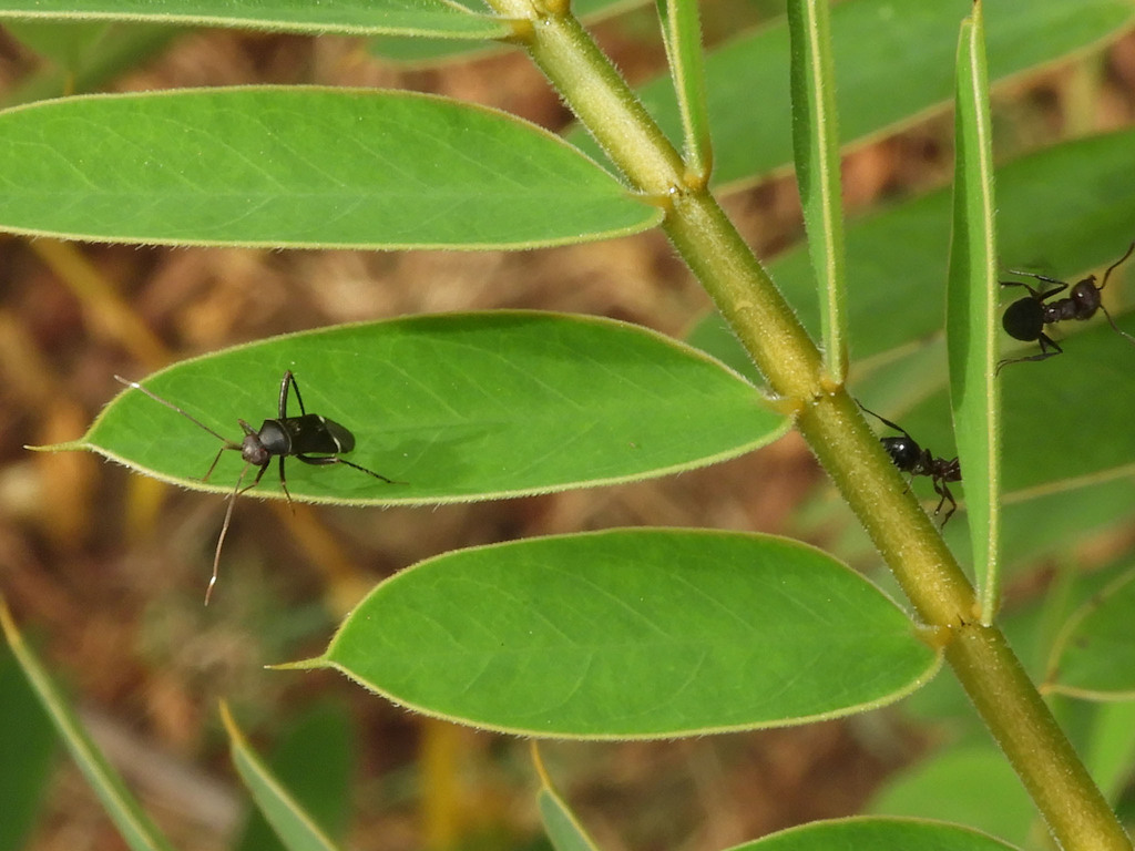 Plant Bugs from Kongelai, Kenya on December 28, 2023 at 09:18 AM by ...