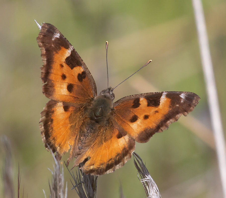 California Tortoiseshell from San Benito County, CA, USA on March 15 ...