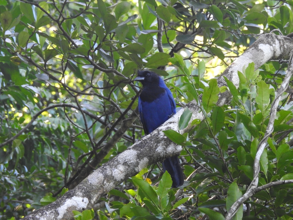 Azure Jay in March 2024 by Guilherme Thielen · iNaturalist