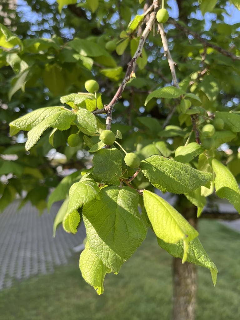 Mexican Plum from The University of Texas at San Antonio, San Antonio ...