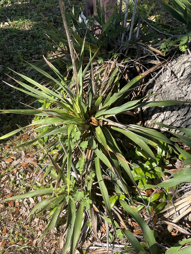 Twisted-leaf Yucca from The University of Texas at San Antonio, San ...