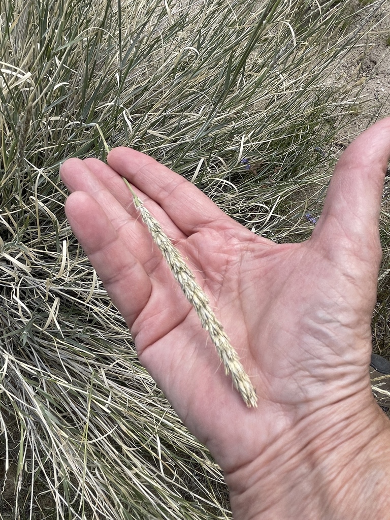 Big Galleta from San Diego County, CA, USA on March 19, 2024 at 01:10 ...