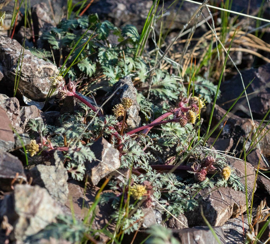 rock sanicle in March 2024 by Dan Fitzgerald (Fitz) · iNaturalist