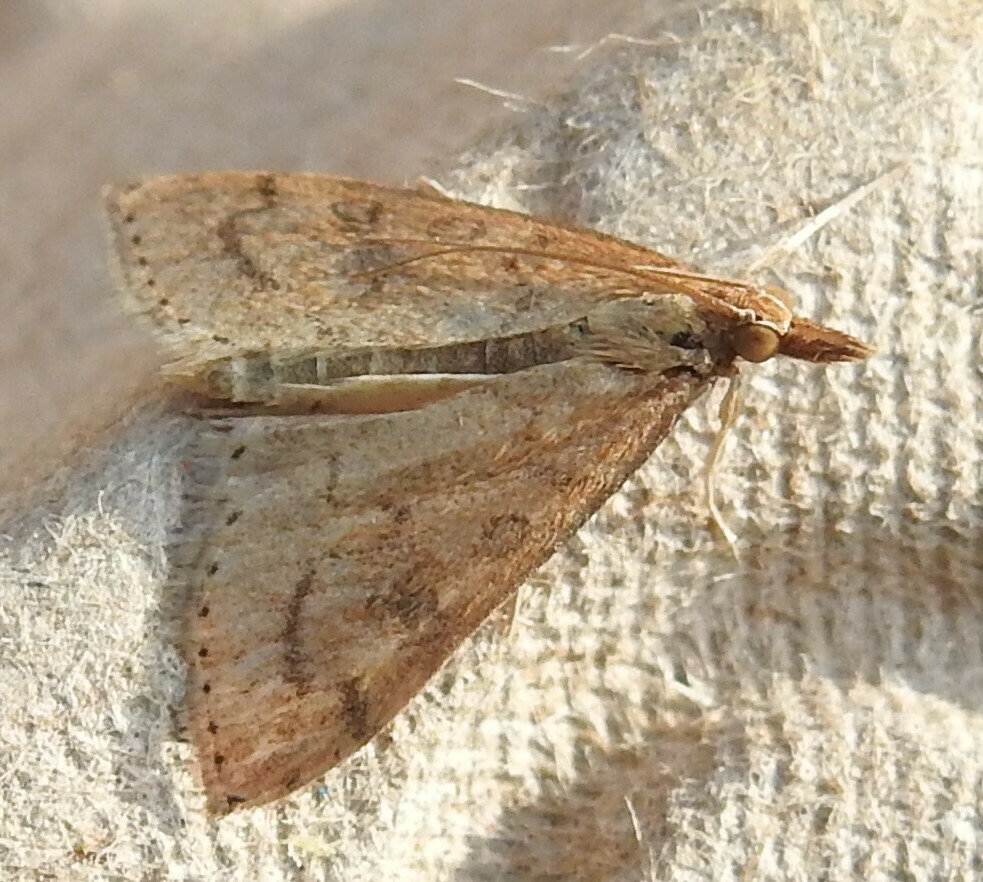 Celery Leaftier Moth from Colleton County, SC, USA on February 27, 2024 ...