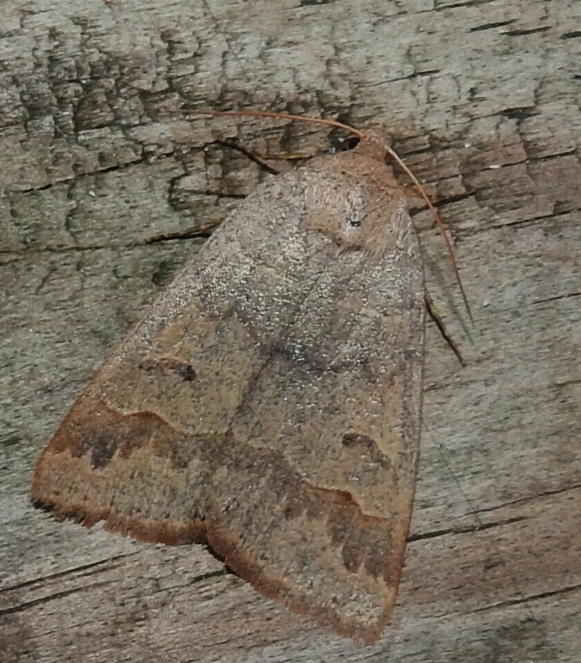 Common Oak Moth from Colleton County, SC, USA on February 27, 2024 at ...