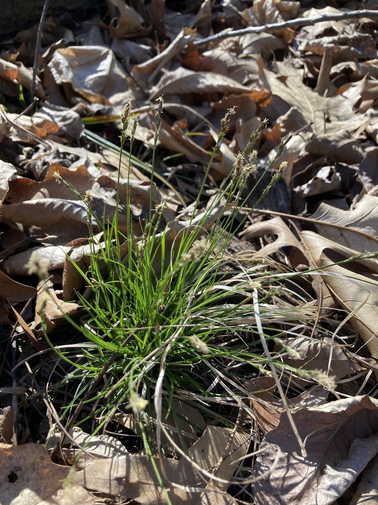 true sedges from Turner, Kansas City, KS, US on March 20, 2024 at 10:38 ...