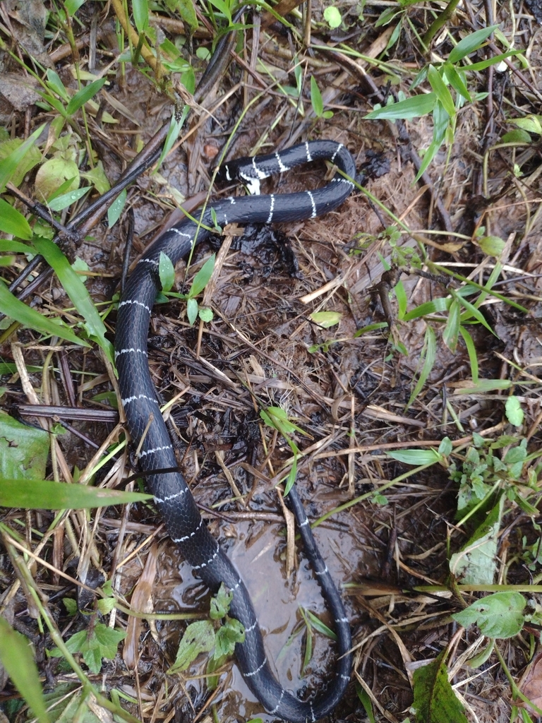 Black Halloween Snake from Eloy Alfaro, EC-ES, EC on March 22, 2024 at ...