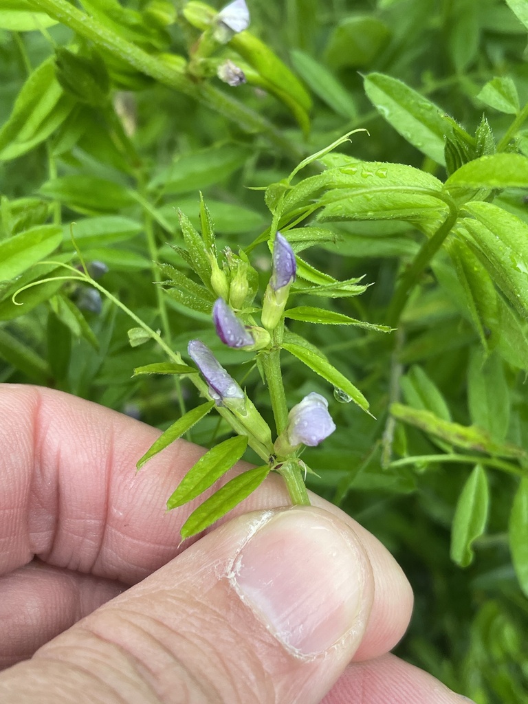 Common Vetch from FM-1382 N, Cedar Hill, TX, US on March 22, 2024 at 09 ...