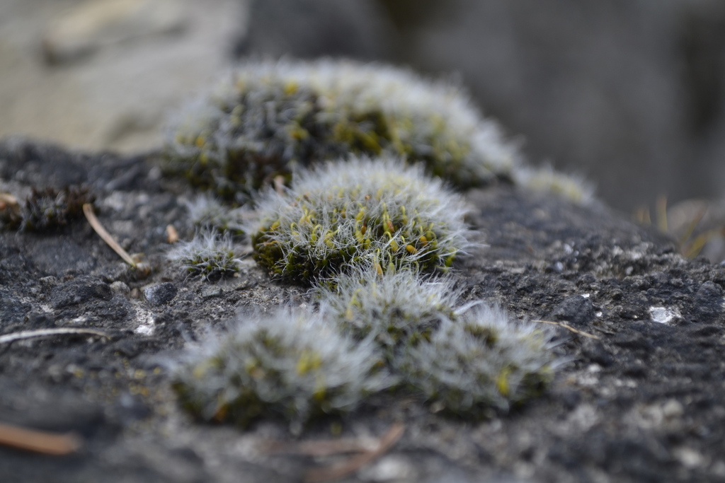 Grey-cushioned Grimmia from 407310 Gilău, Romania on March 22, 2024 at ...