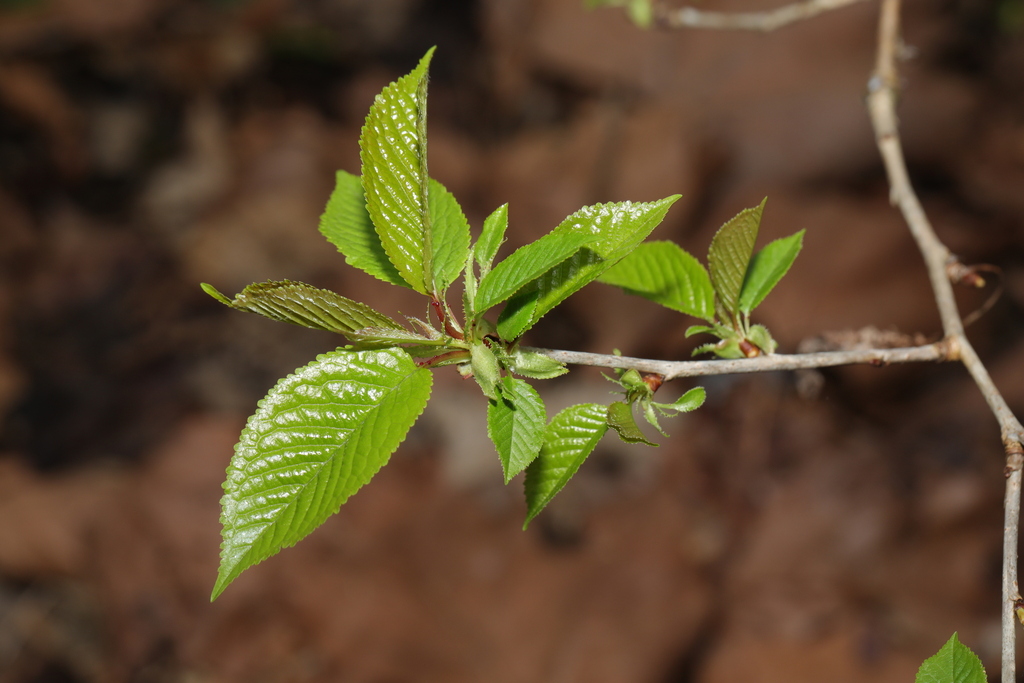 wild cherry from Sefton Park, Croxteth Drive, Liverpool, Merseyside, UK ...
