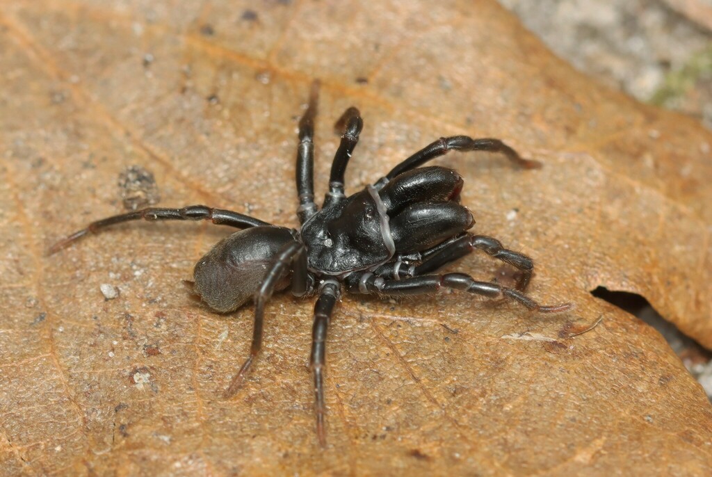 Purseweb Spider from 8680 Ry, Danmark on March 16, 2024 at 06:29 PM by ...