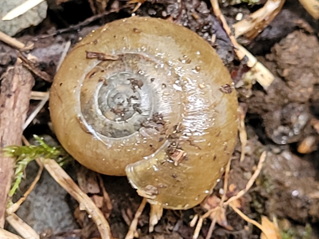Typical Glass Snails from Central Park, Vancouver, WA, USA on March 22 ...