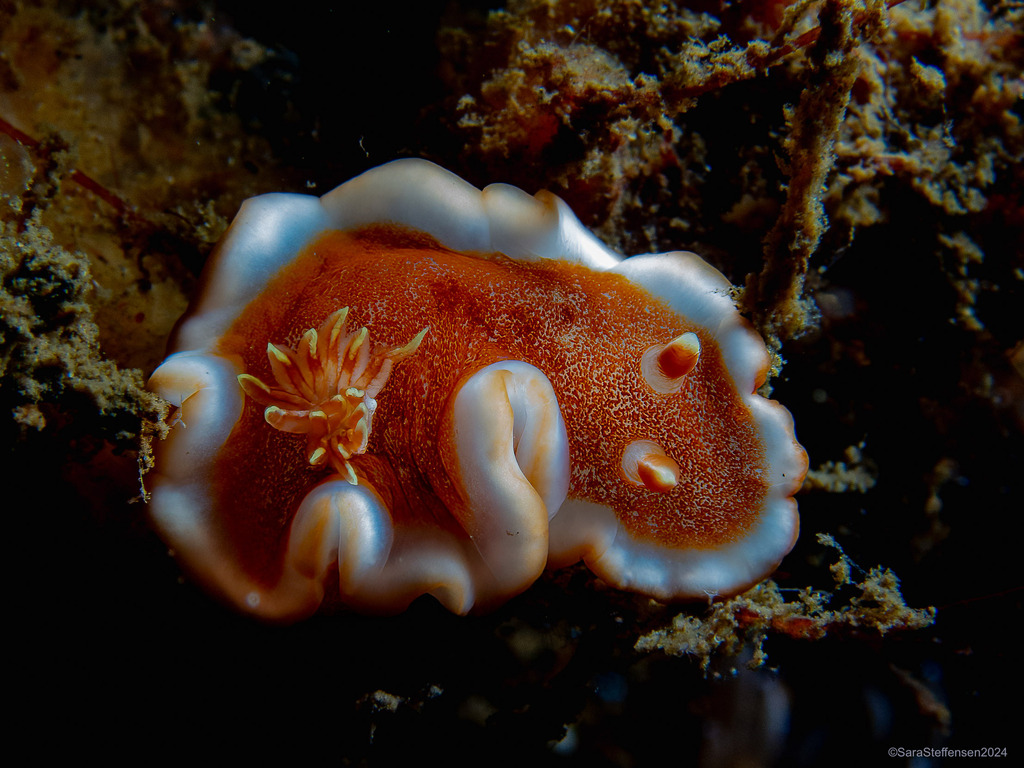 Caramel Nudibranch from Lembeh Strait, Indonesia on December 23, 2017 ...