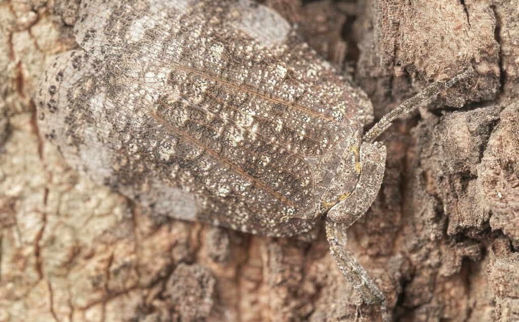 Messena from BTM Layout, Bengaluru, Karnataka, India on February 17 ...