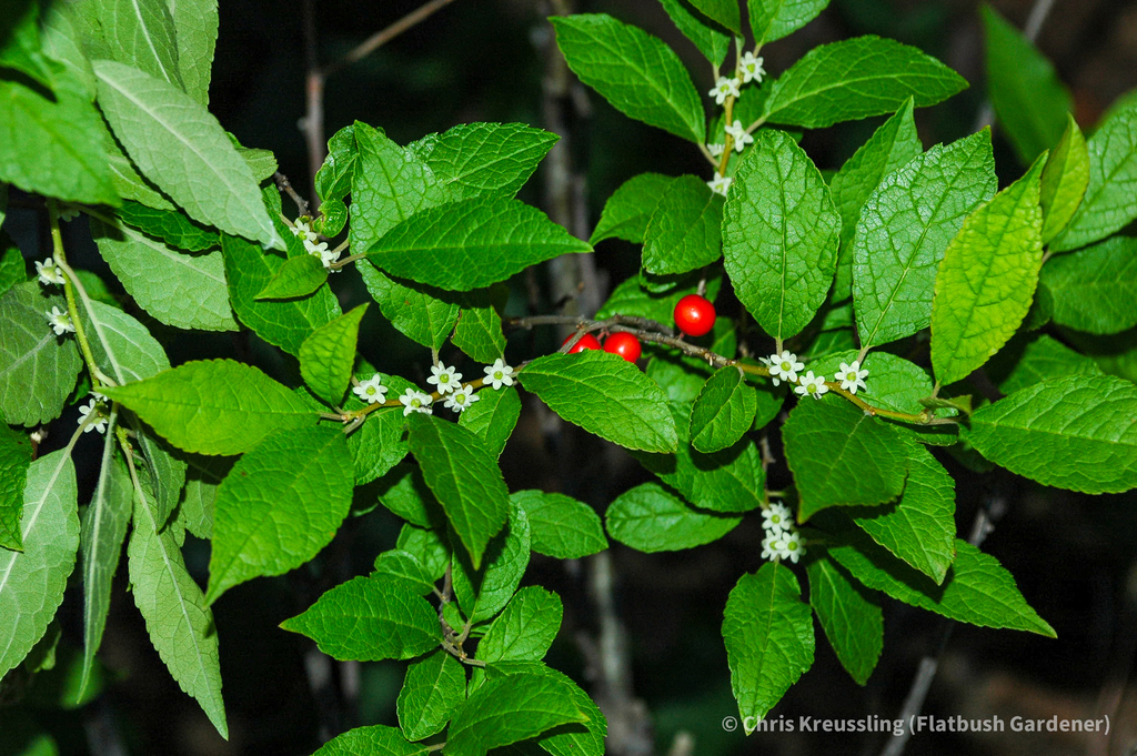 winterberry holly in June 2006 by Chris Kreussling (Flatbush Gardener ...