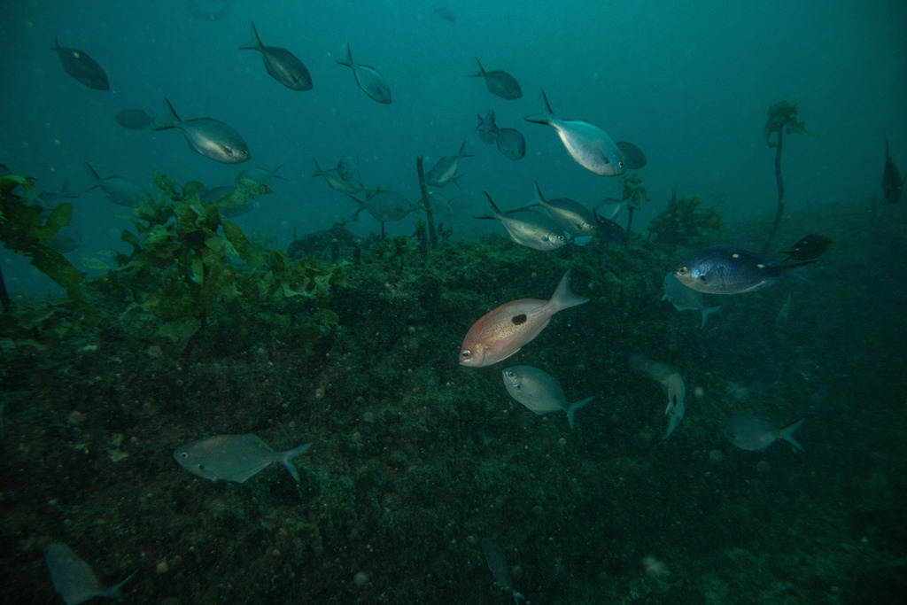 Red Perch from Auckland, New Zealand on March 22, 2024 at 10:24 AM by ...