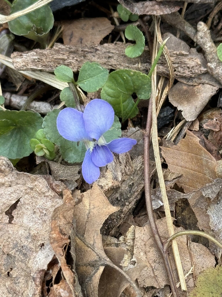 common blue violet from Davis Creek Trail, Charleston, WV, US on March ...