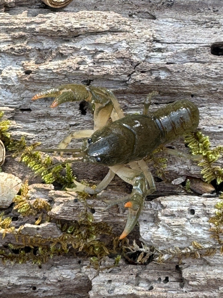 Eastern Crayfish from Alligator Rock Trail, Charleston, WV, US on March ...
