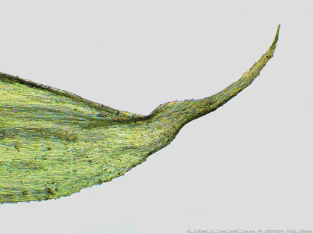 Comb-moss from Cane Creek Canyon, Colbert County, AL, USA on March 14 ...